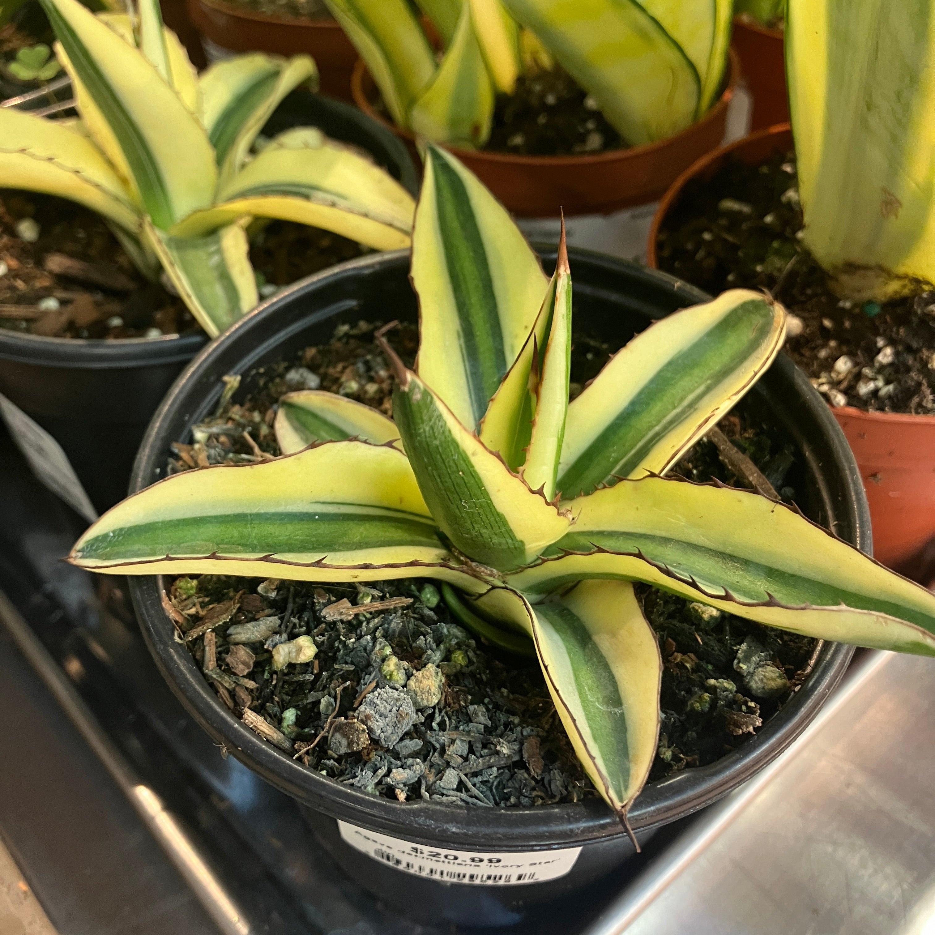 Agave desmettiana 'Ivory Star' – Verdant Yakima