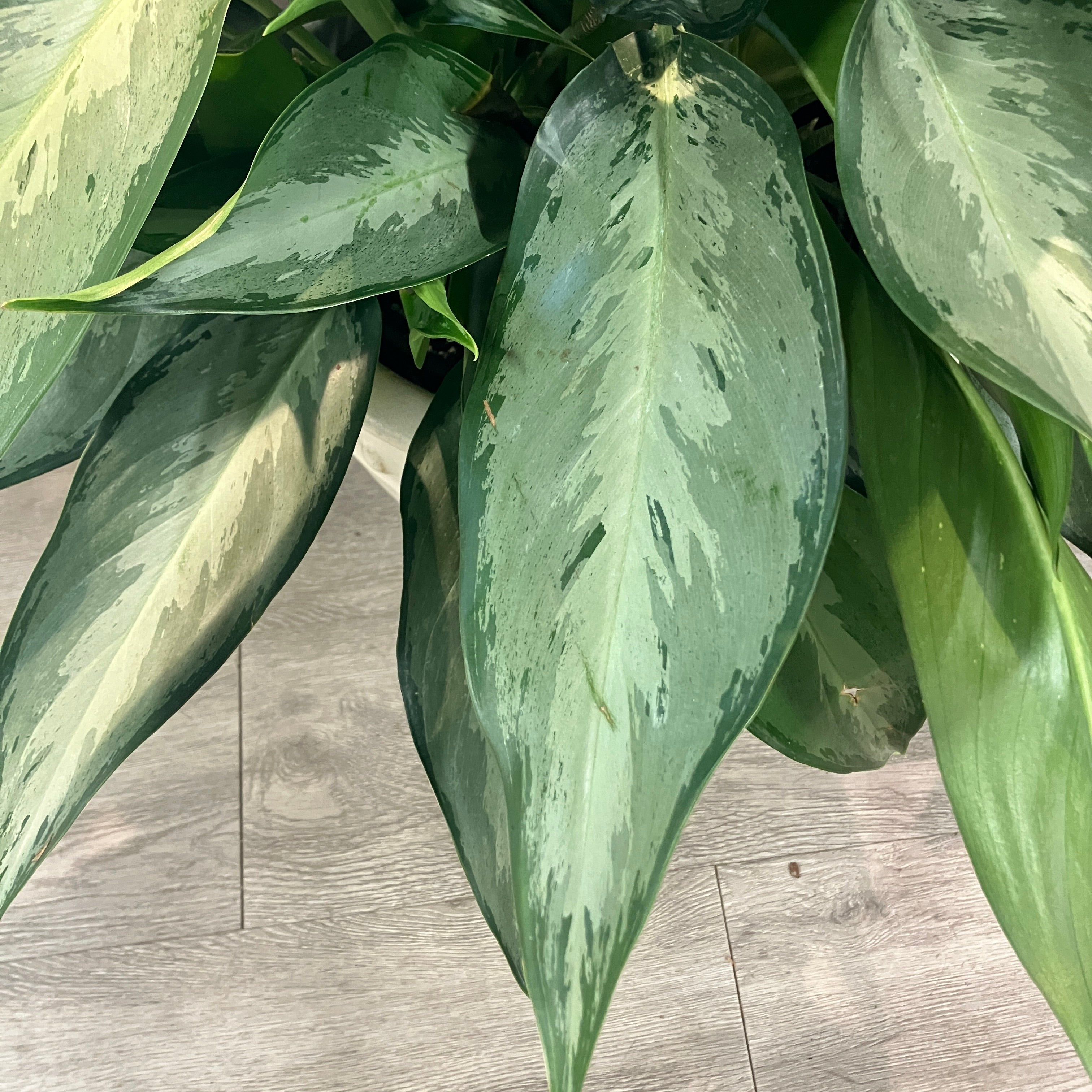 Aglaonema 'Silverado' – Verdant Yakima