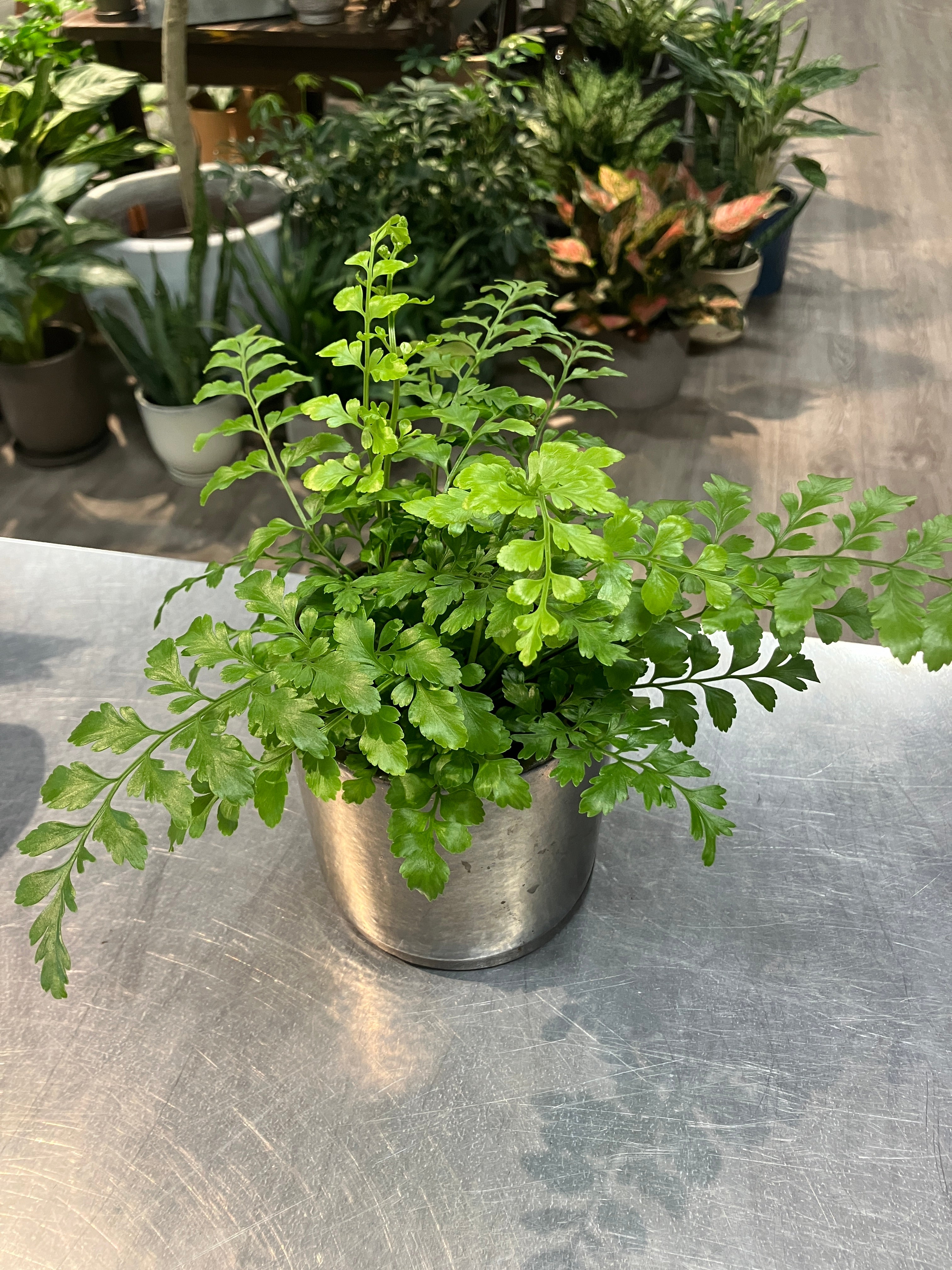 Asplenium dimorphum x difforme (Gem Fern) – Verdant Yakima