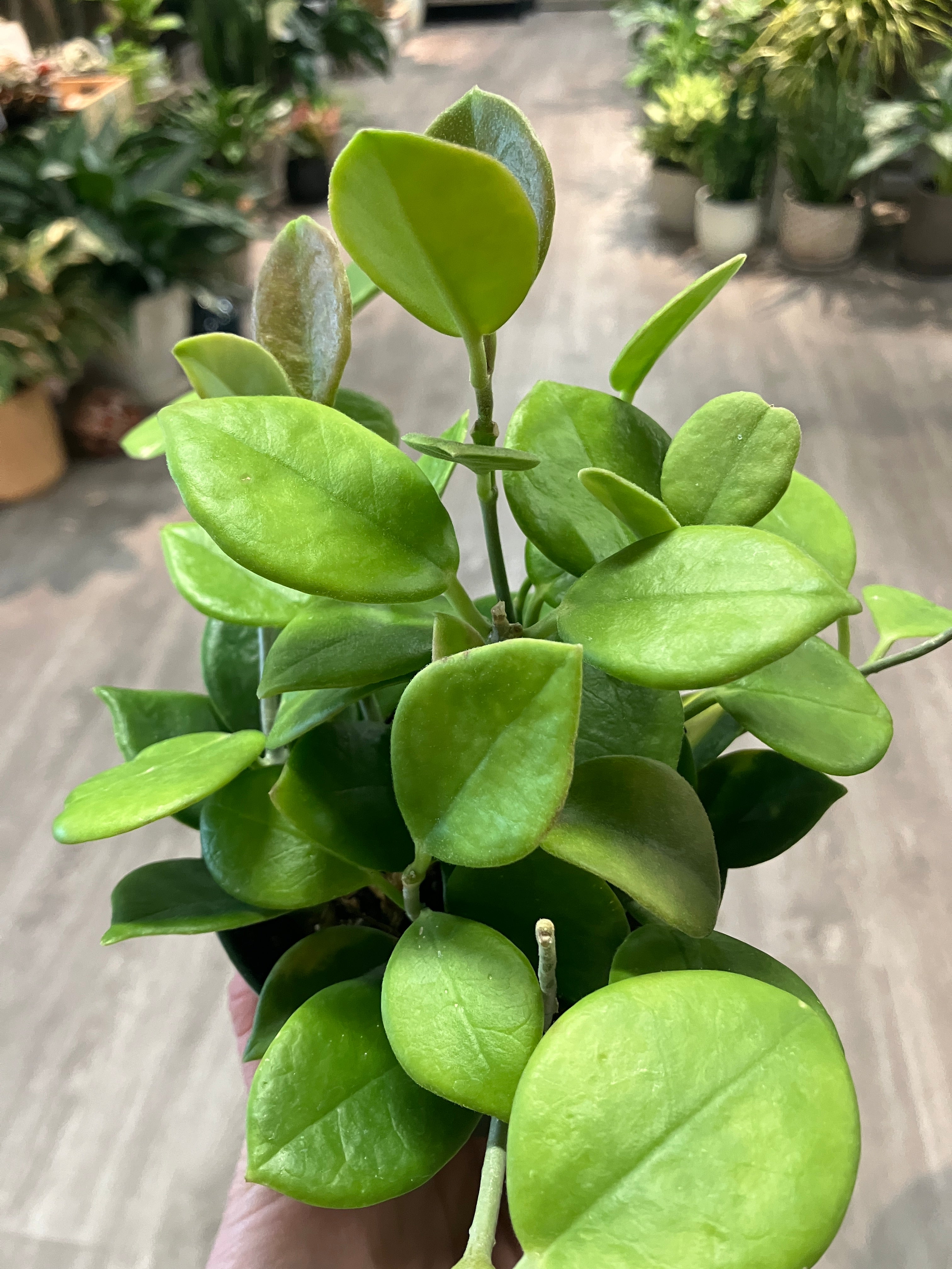 Hoya 'Chouke' – Verdant Yakima