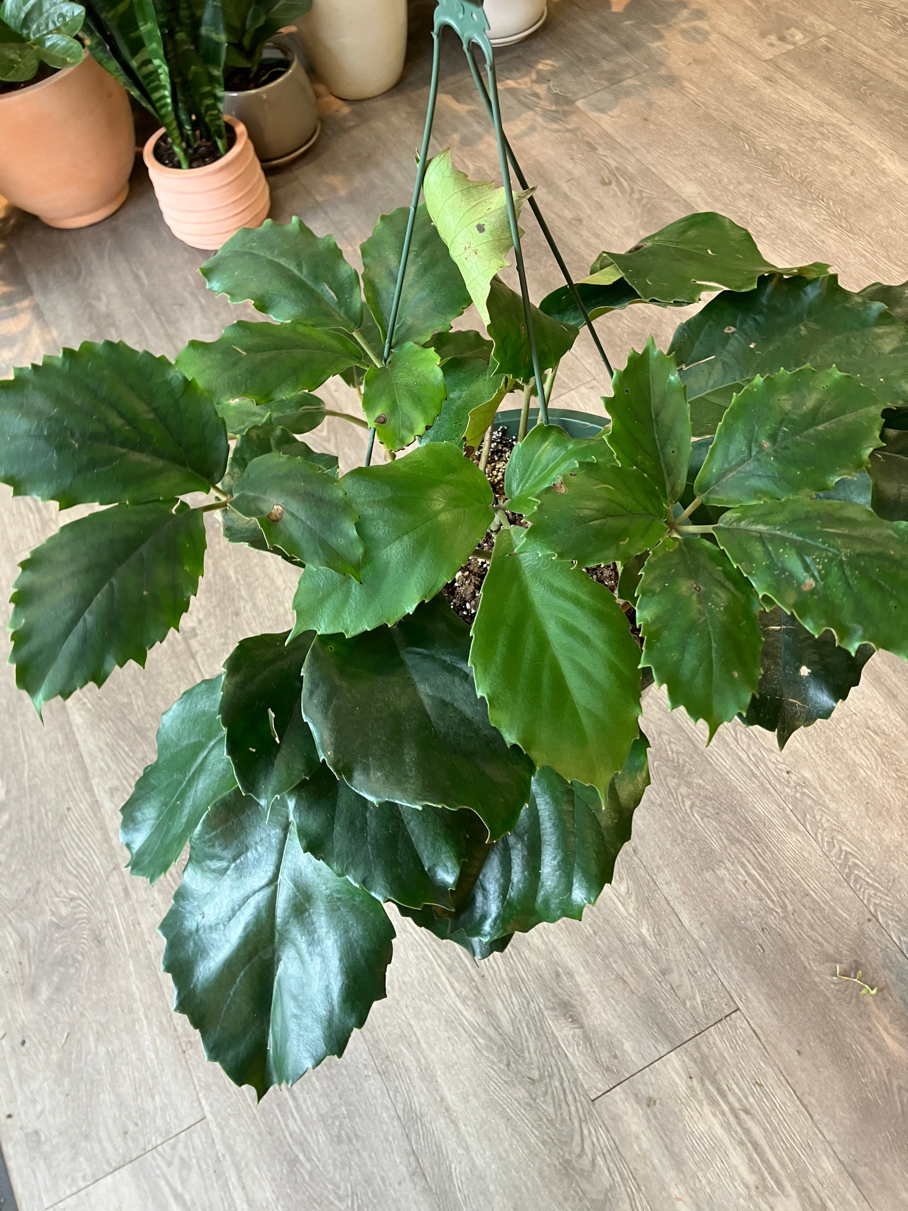 Tetrastigma voinierianum (Chestnut Vine) – Verdant Yakima