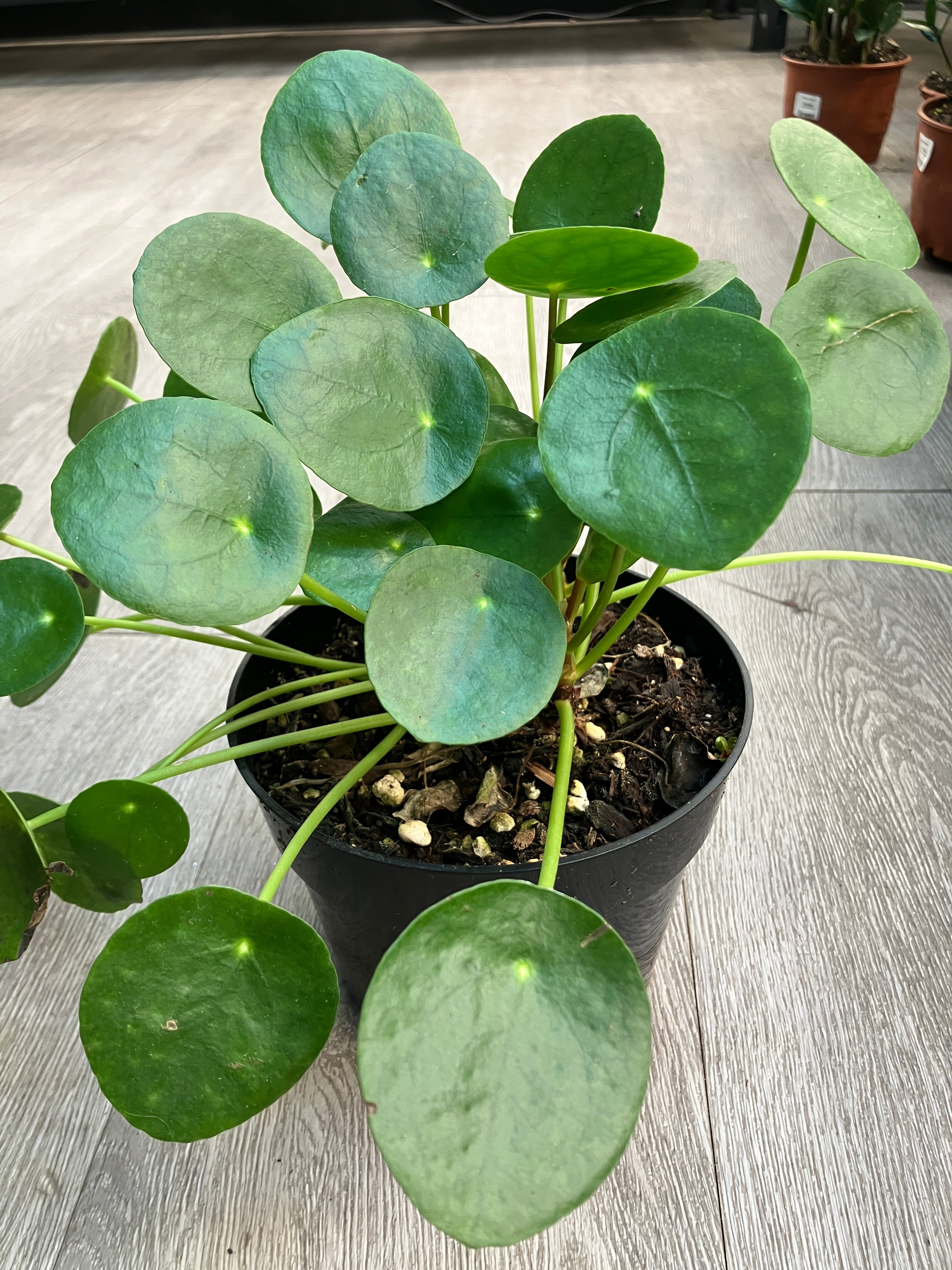 Pilea peperomioides (Friendship Plant) – Verdant Yakima