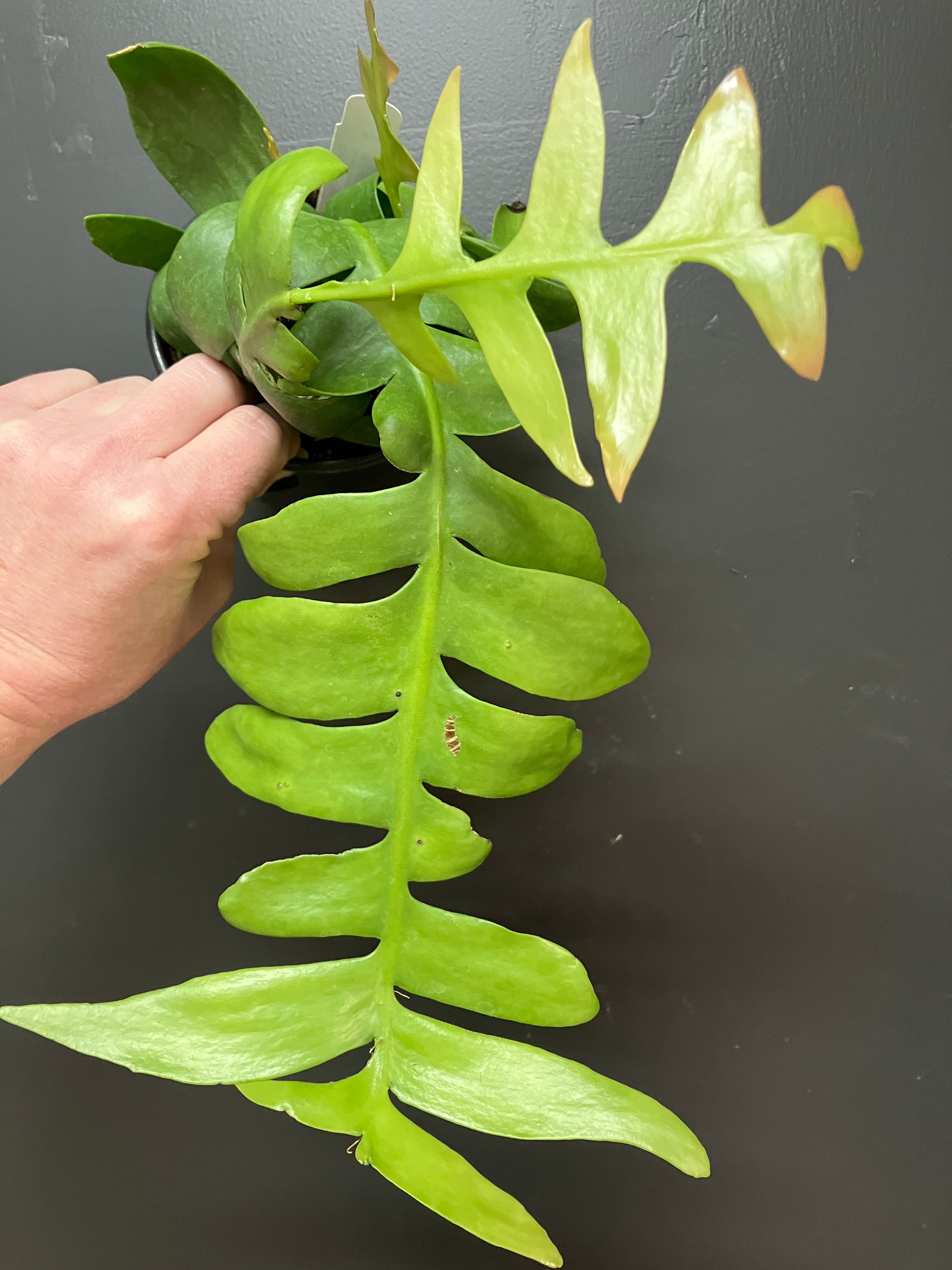 Epiphyllum chrysocardium 'Shark Fin'(Shark fin/Fern Leaf cactus ...