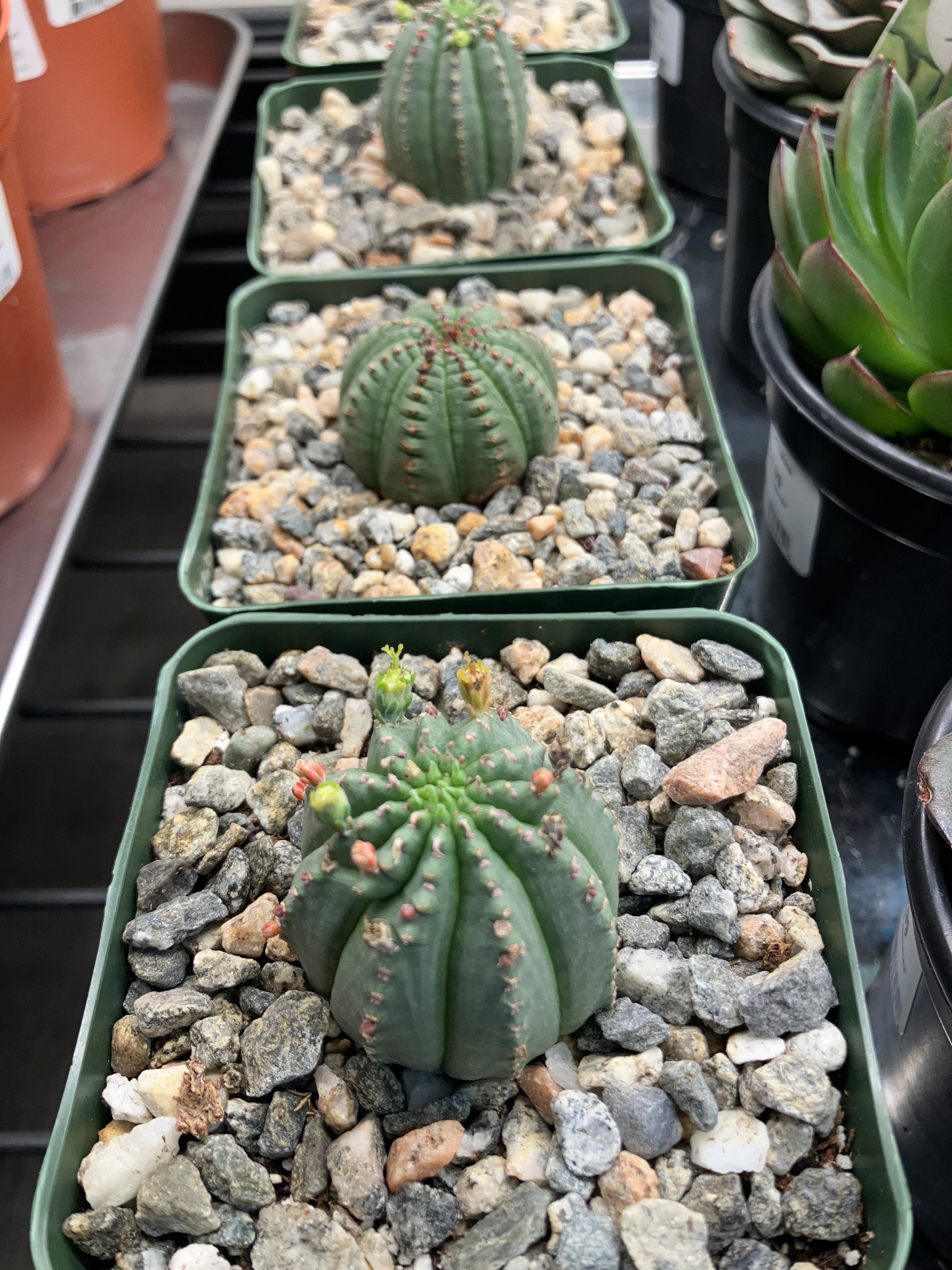 Euphorbia obesa hybrid (Baseball Plant) – Verdant Yakima