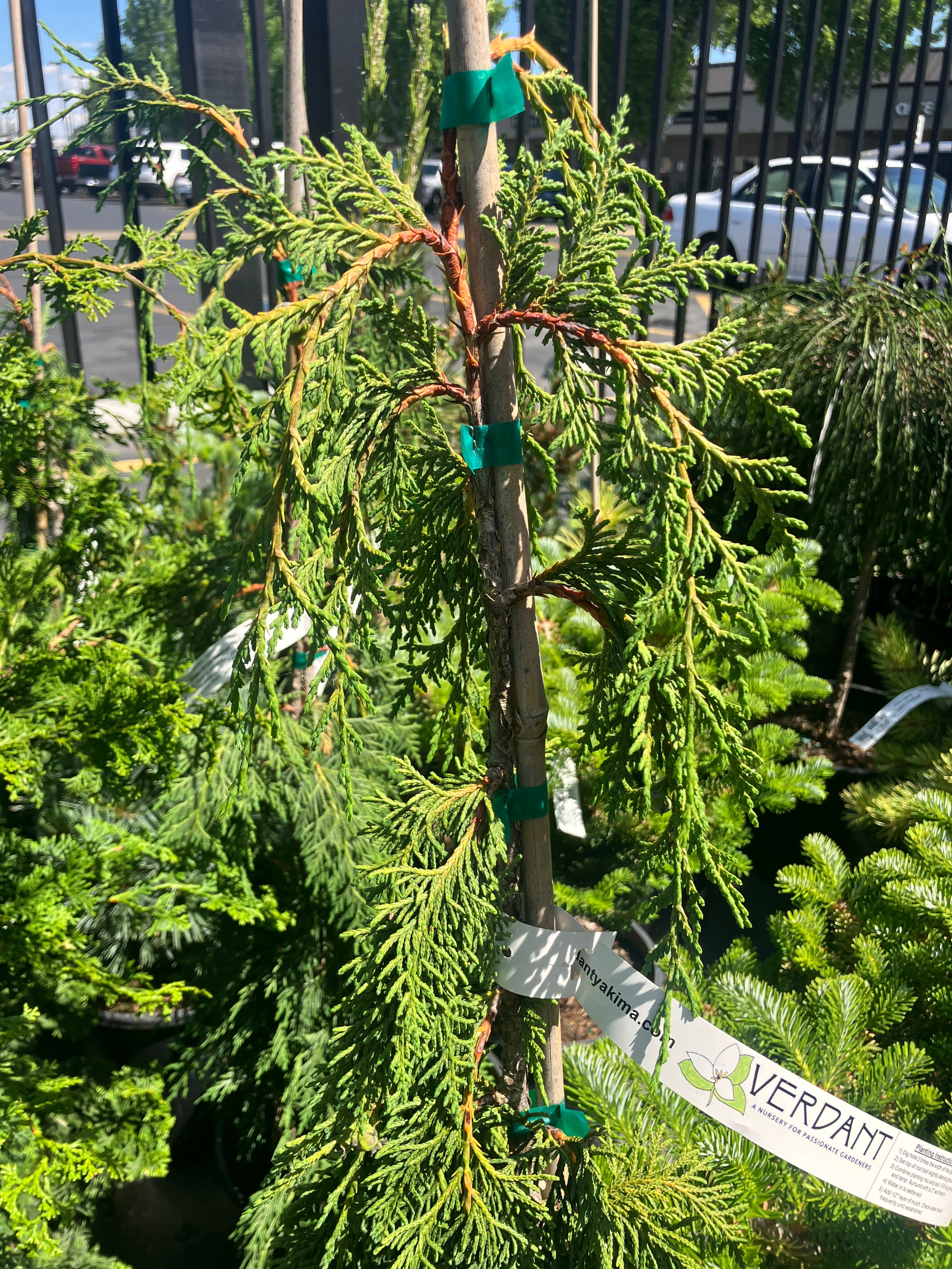 Chamaecyparis nootkatensis 'Green Arrow' – Verdant Yakima