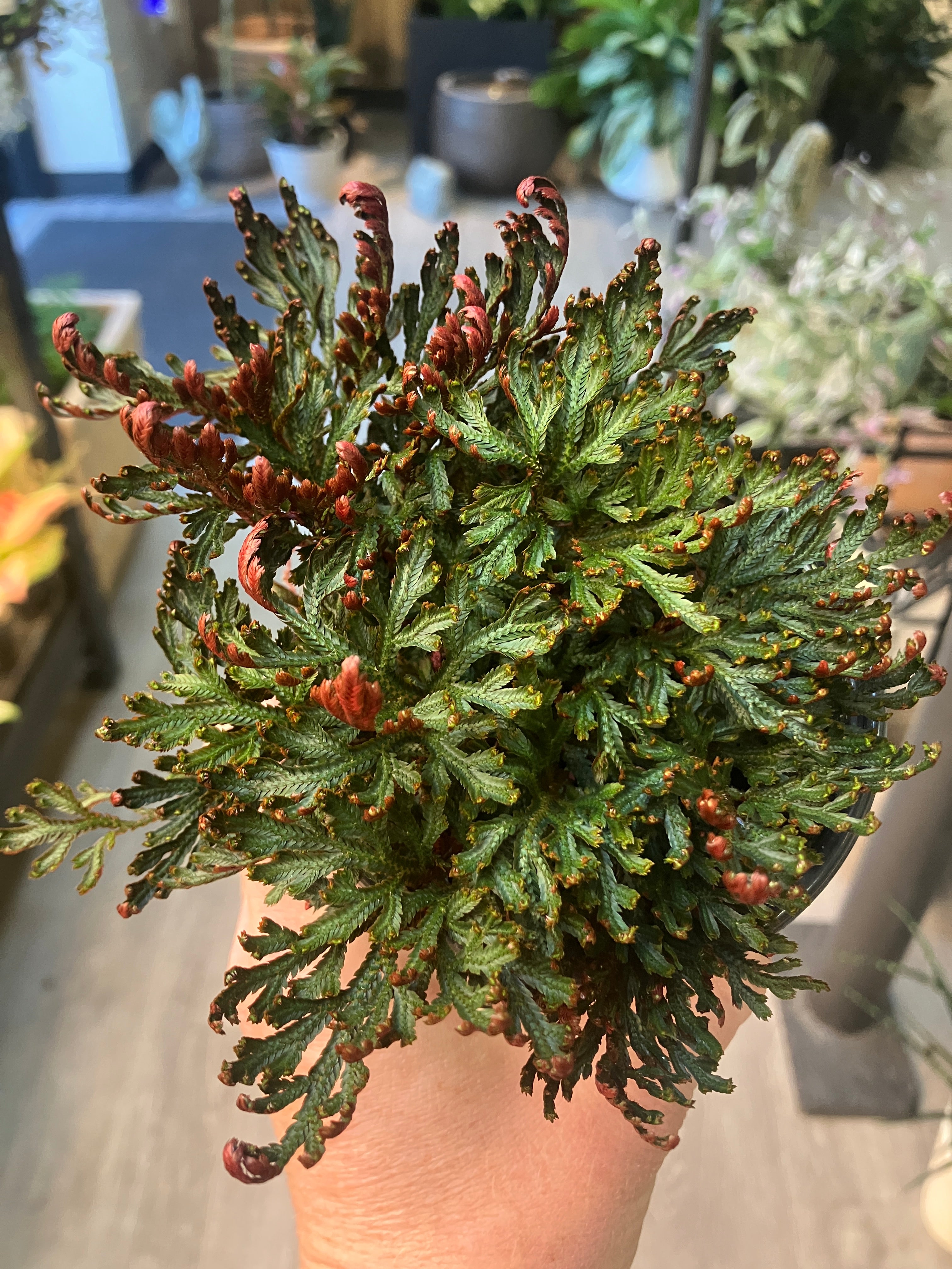 Selaginella erythropus 'Sanguinea' (Ruby Red Spikemoss) – Verdant Yakima