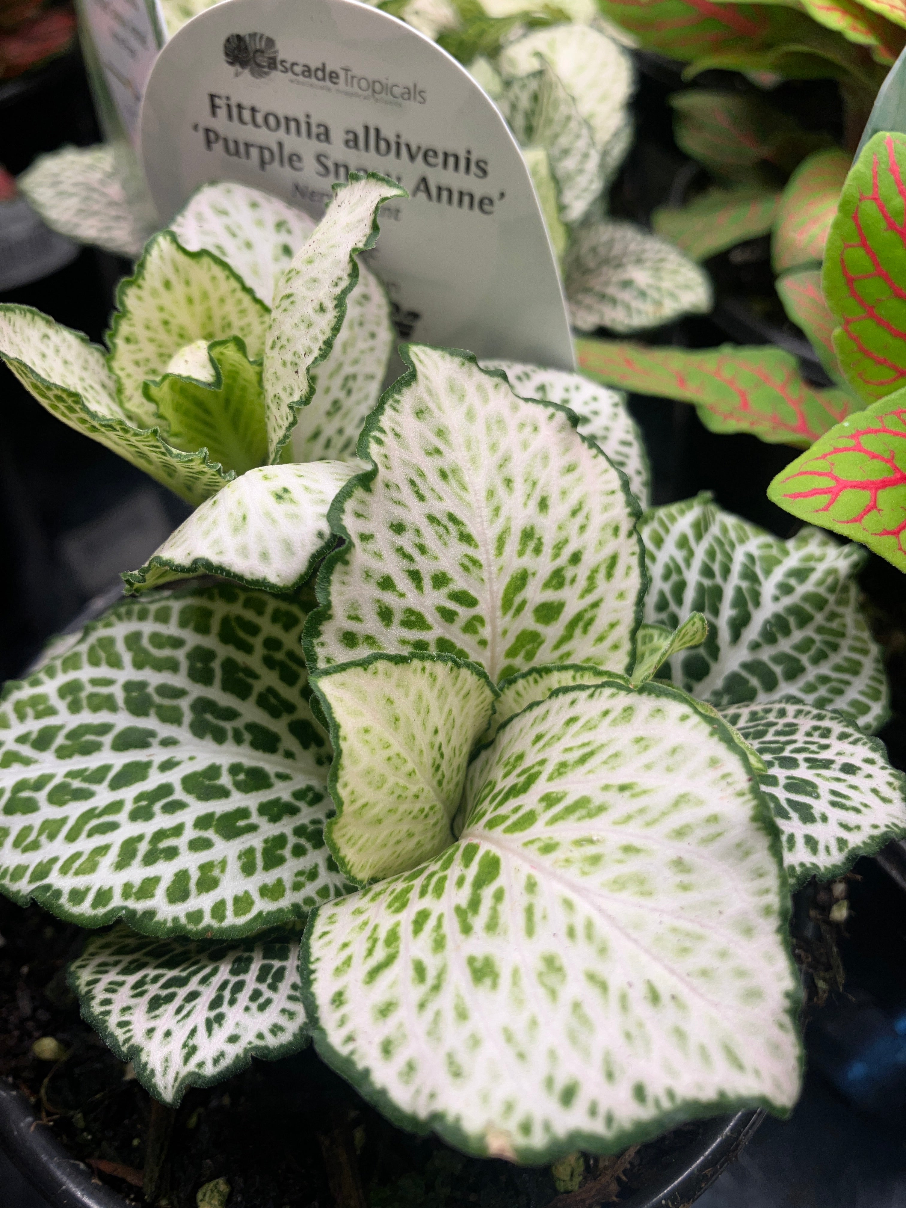 Fittonia 'Purple Snow Anne' (nerve plant) – Verdant Yakima