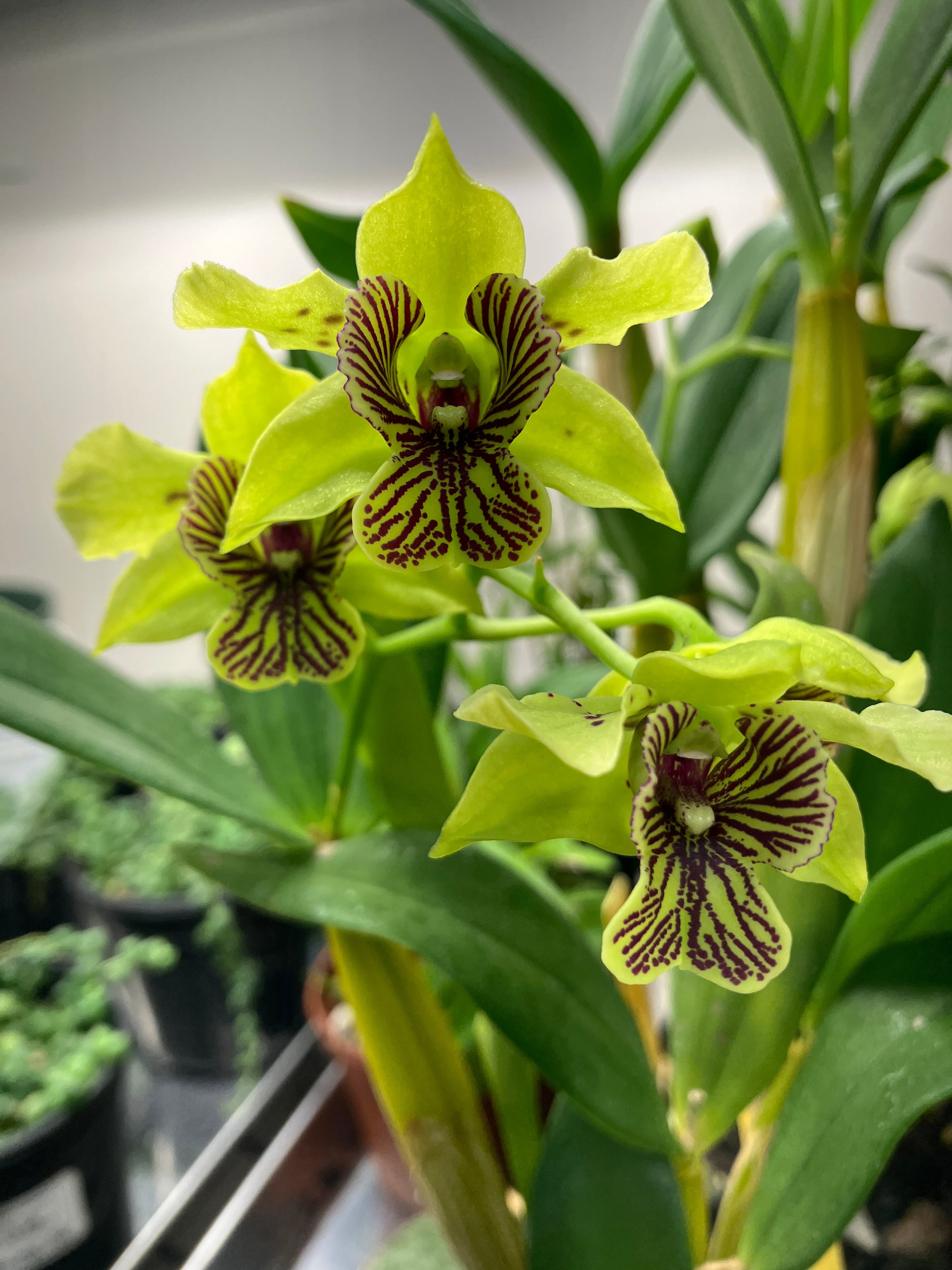 Dendrobium 'Andree Millar' – Verdant Yakima