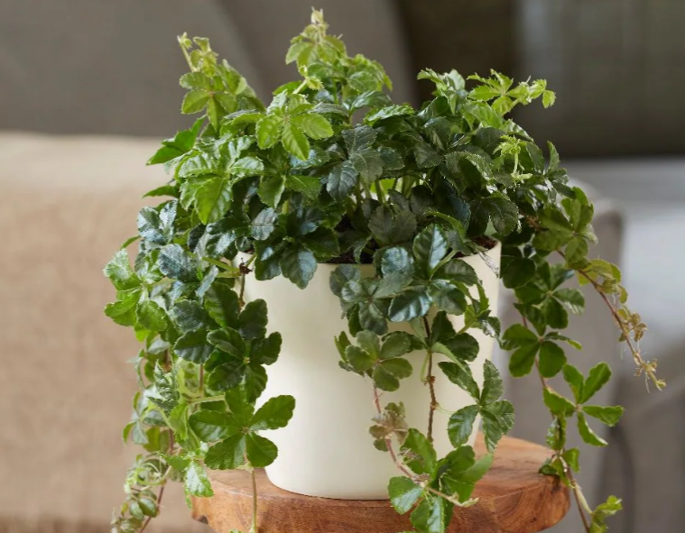 Parthenocissus striata (sugar vine) – Verdant Yakima