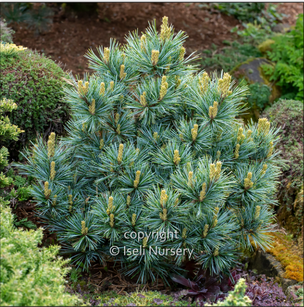 Pinus, koraiensis 'Blue Ball' – Verdant Yakima