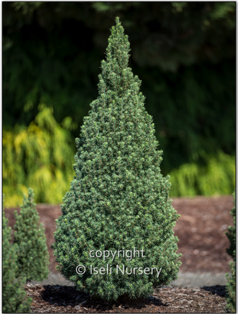 Picea glauc 'Jean's Dilly' – Verdant Yakima