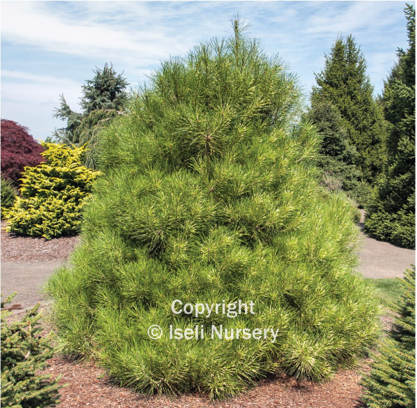 Pinus densi. 'Golden Ghost' – Verdant Yakima