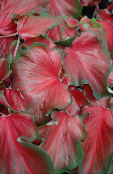 Caladium 'Red Frill' – Verdant Yakima