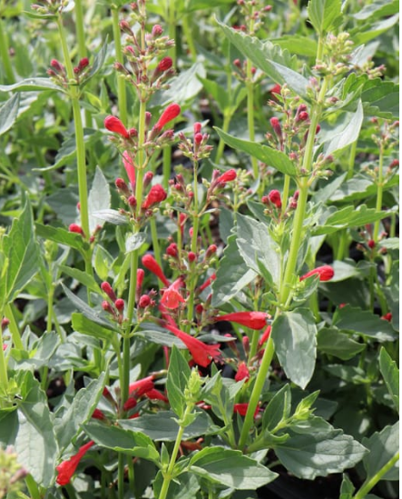 Agastache Kudos Red – Verdant Yakima