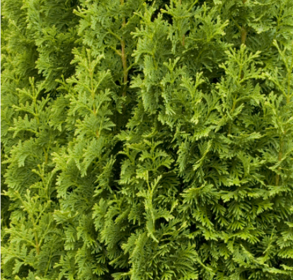 Thuja Occidentalis Degroots Spire
