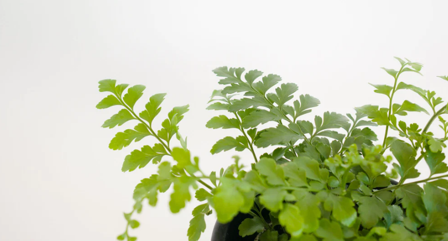 Asplenium dimorphum x difforme (Gem Fern) – Verdant Yakima