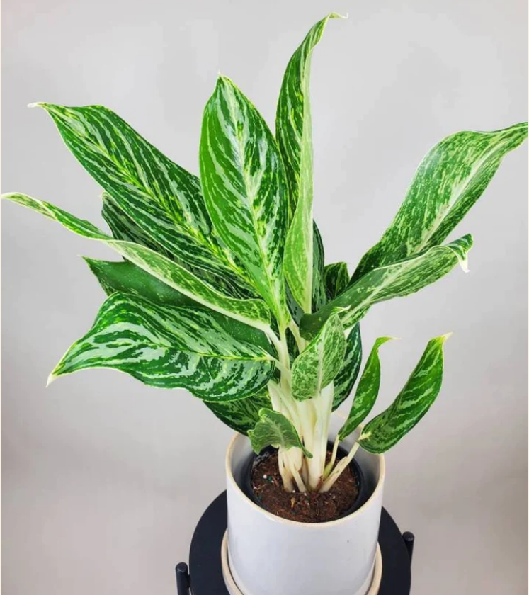 Aglaonema 'Golden Madonna' (Chinese Evergreen) – Verdant Yakima